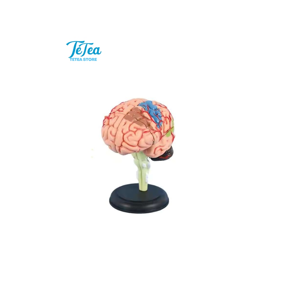 Mulaj de anatomie Tetea, 1/2 Creier Uman model 3D, 32 de peise ...
