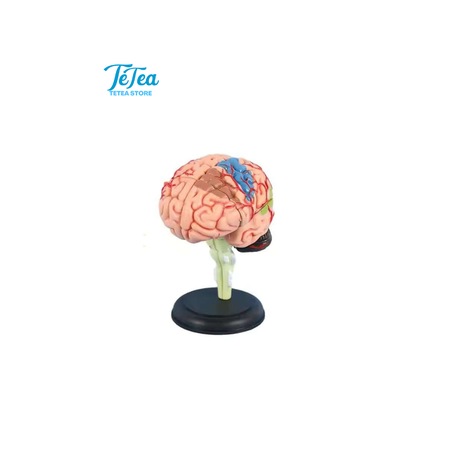 Mulaj de anatomie Tetea, 1/2 Creier Uman model 3D, 32 de peise ...