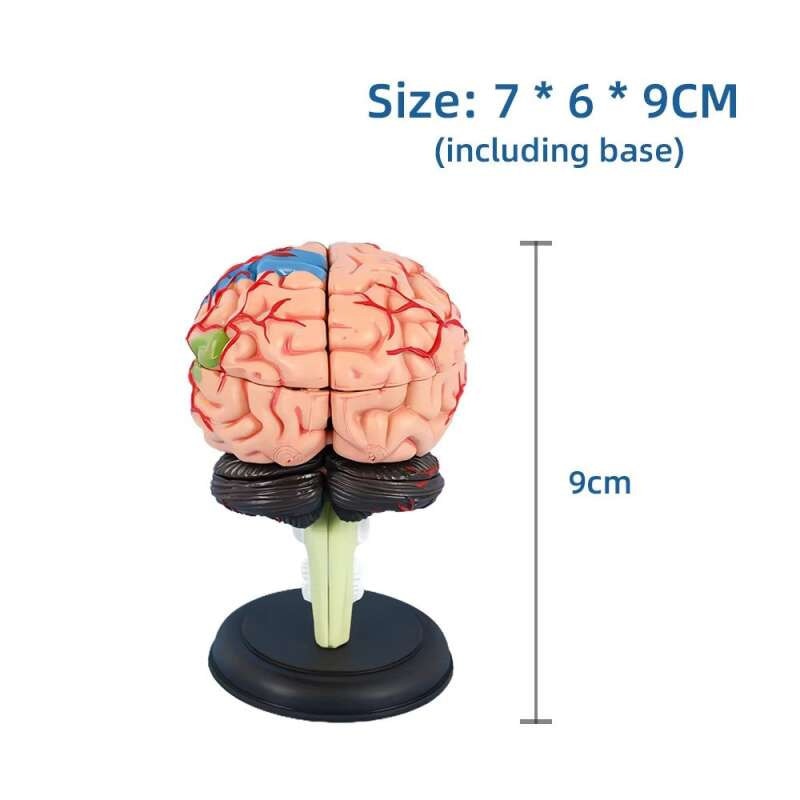 Mulaj de anatomie Tetea, 1/2 Creier Uman model 3D, 32 de peise ...