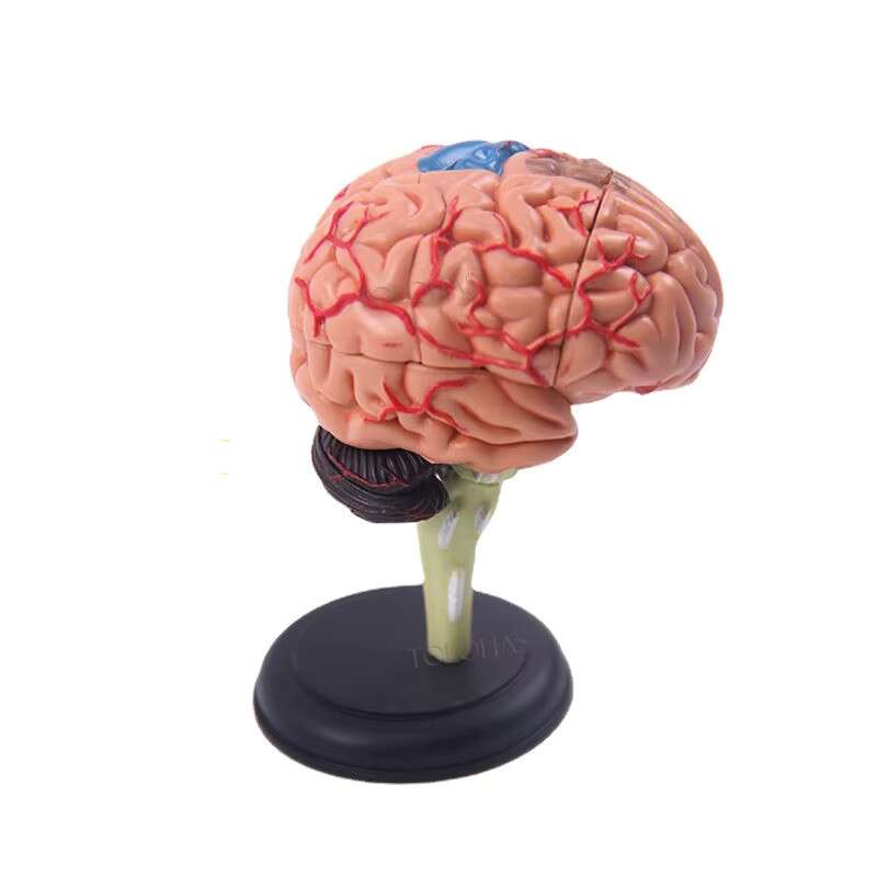 Mulaj de anatomie Tetea, 1/2 Creier Uman model 3D, 32 de peise ...